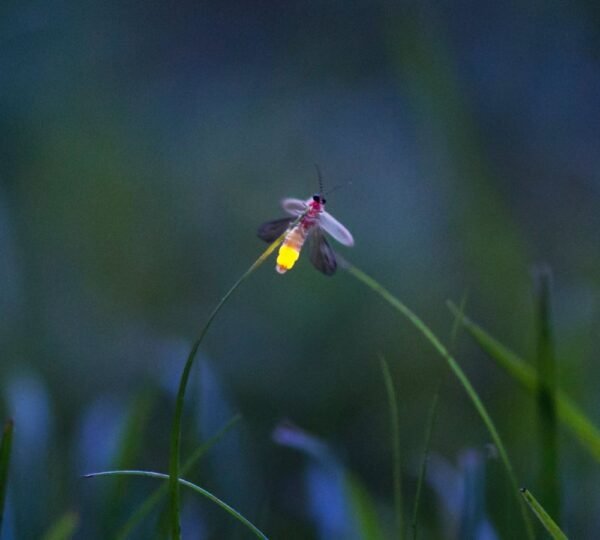 Fireflies Special Events - United Travellers of India